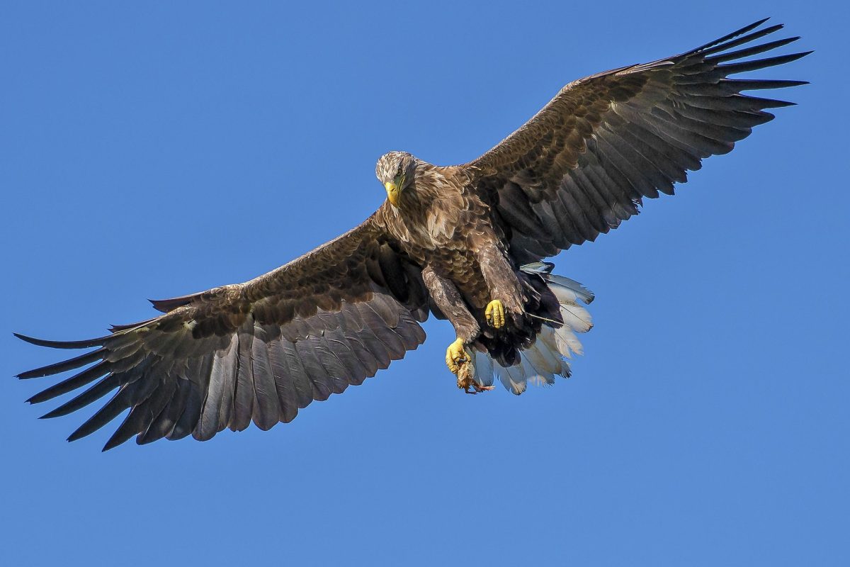 Britain’s lost predator to fly again: Golden eagles set for historic ...