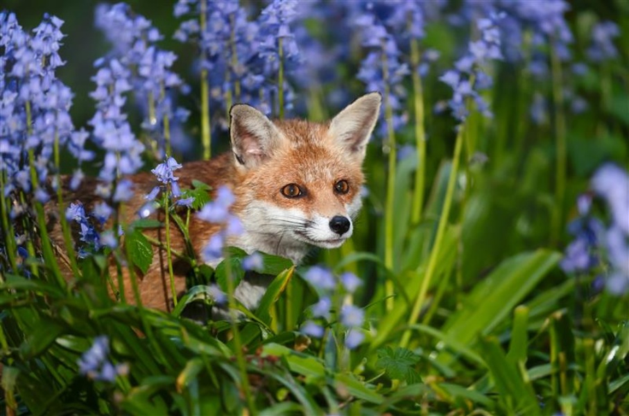 Nature lovers invited to help record local wildlife - The Coventry Observer